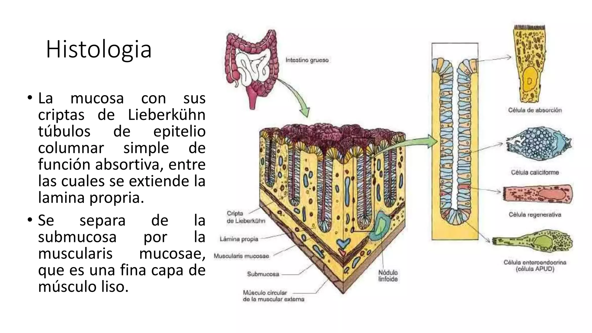 Anatomia de colon | PPT