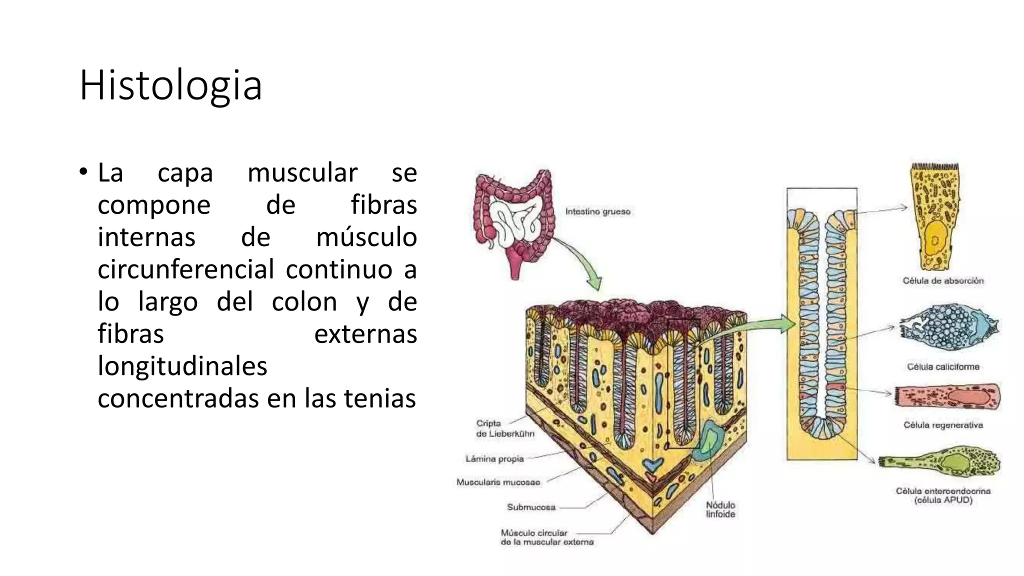 Anatomia de colon | PPT