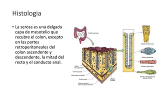 Anatomia de colon | PPTX