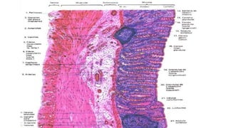 Anatomia de colon | PPTX