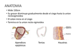 Anatomia de colon | PPTX