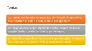 Anatomia de colon | PPTX