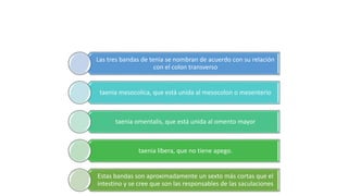 Anatomia de colon | PPTX