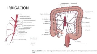 Anatomia de colon | PPT