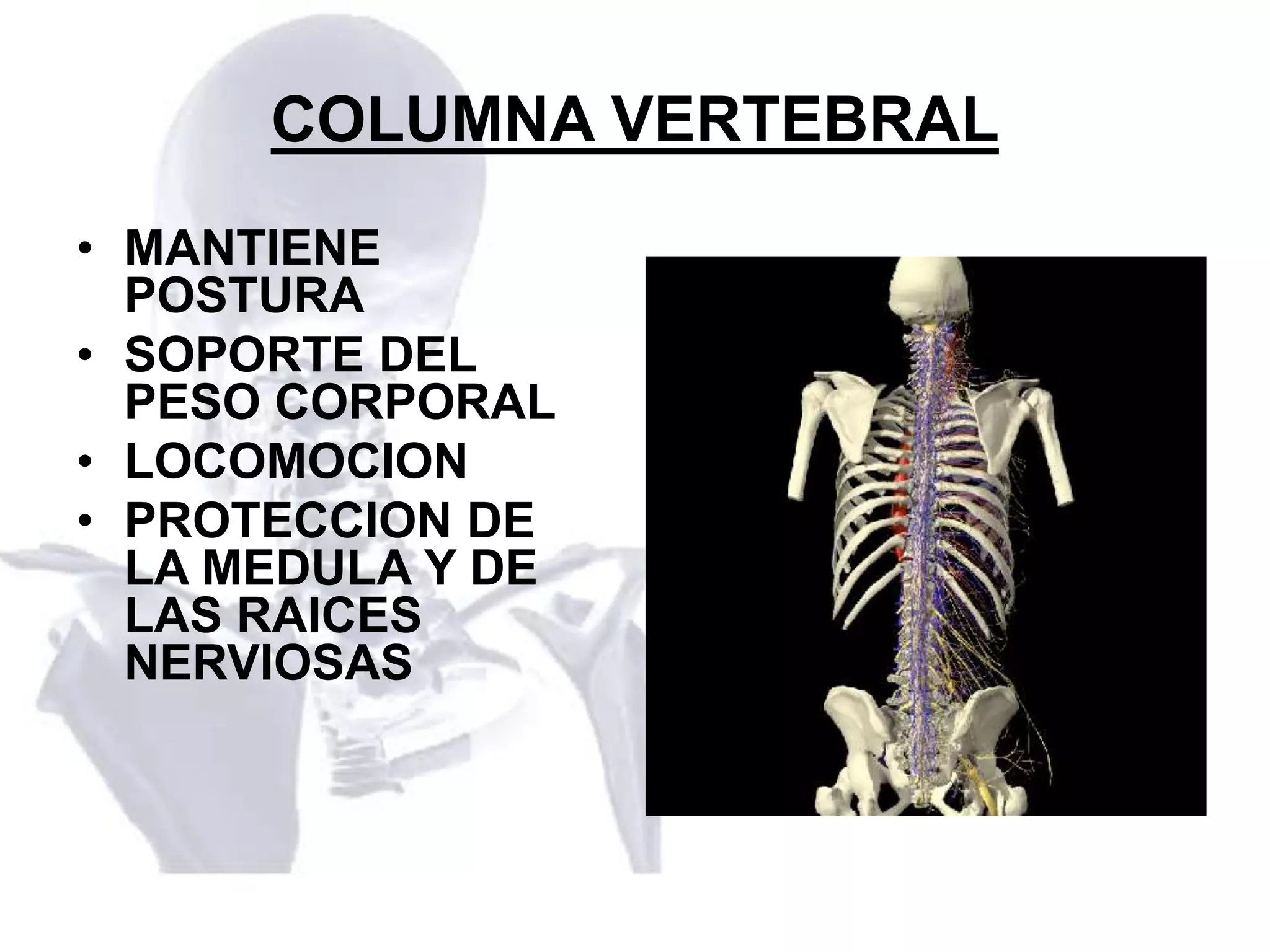 Anatomia de columna | PPT