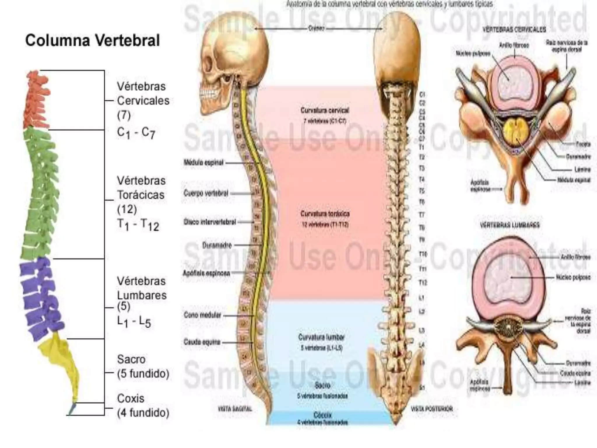 Anatomia+de+columna | PPT