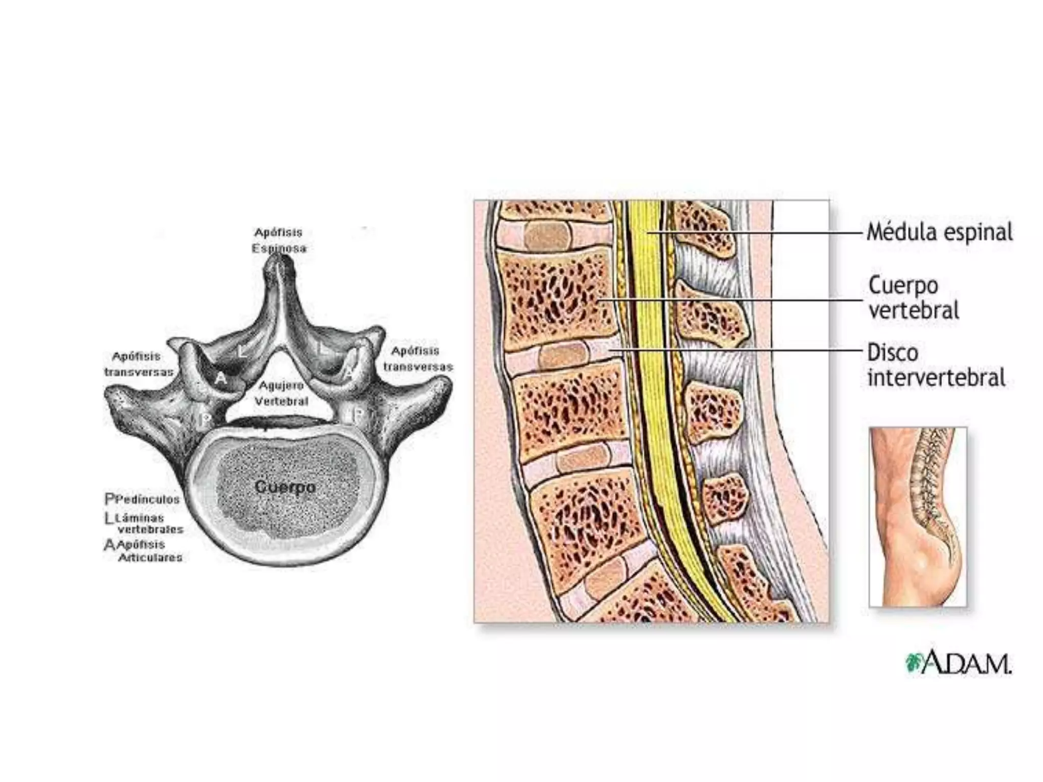 Anatomia+de+columna | PPT