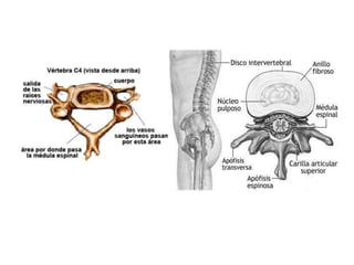 Anatomia+de+columna | PPT
