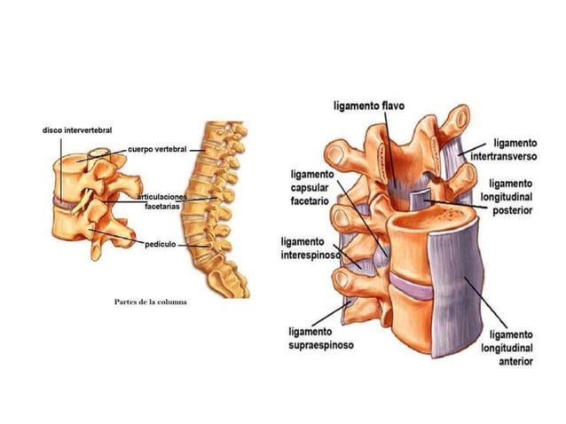 Anatomia+de+columna | PPT
