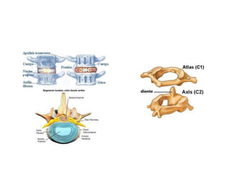 Anatomia+de+columna | PPTX