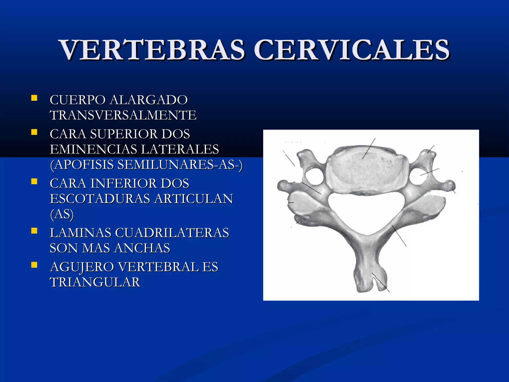 Anatomia de columna (2) | PPT