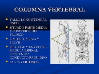 Anatomia de columna (2) | PPT