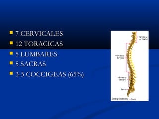 Anatomia de columna (2) | PPT