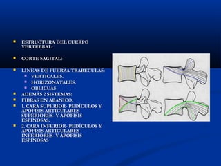 Anatomia de columna (2) | PPT