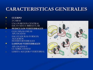 Anatomia de columna (2) | PPT