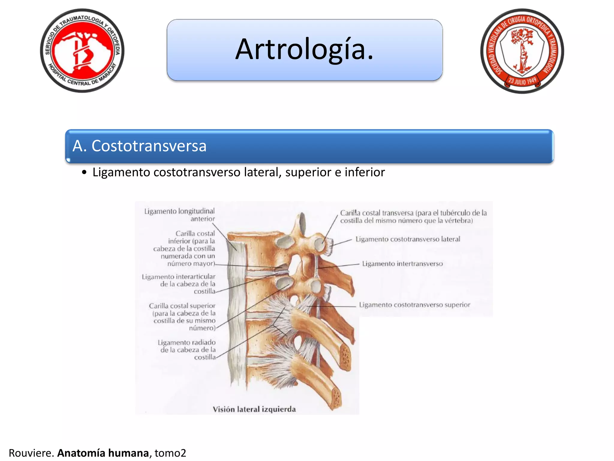 Anatomia de columna toracica | PDF
