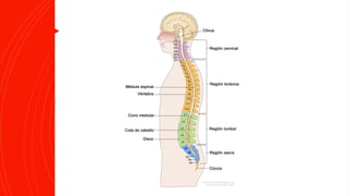 anatomia de columna y neuroeje. pptx | PPTX
