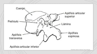 anatomia de columna y neuroeje. pptx | PPTX