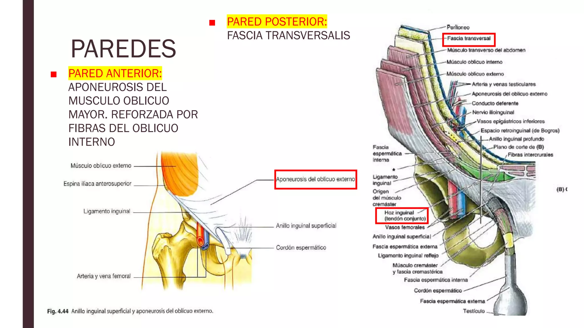 ANATOMIA DE CONDUCTO INGUINAL.pdf