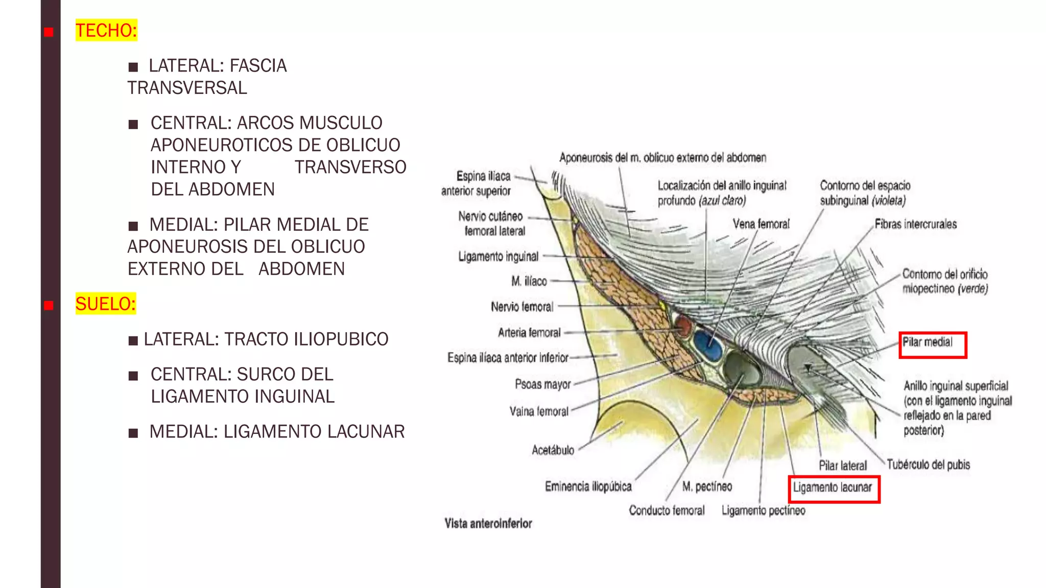 Anatomía Del Canal Inguinal Inguinal Canal | Radiology Reference