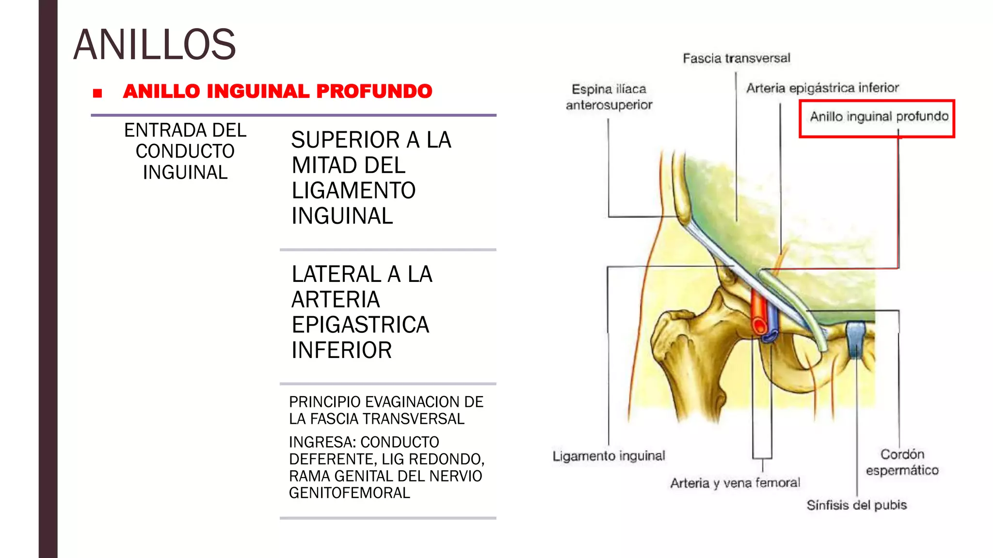 ANATOMIA DE CONDUCTO INGUINAL.pdf