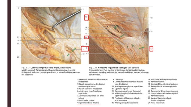 ANATOMIA DE CONDUCTO INGUINAL.pdf