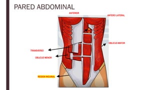 ANATOMIA DE CONDUCTO INGUINAL.pdf