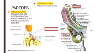 ANATOMIA DE CONDUCTO INGUINAL.pdf