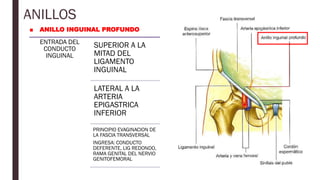 ANATOMIA DE CONDUCTO INGUINAL.pdf