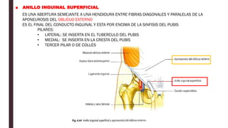 ANATOMIA DE CONDUCTO INGUINAL.pdf
