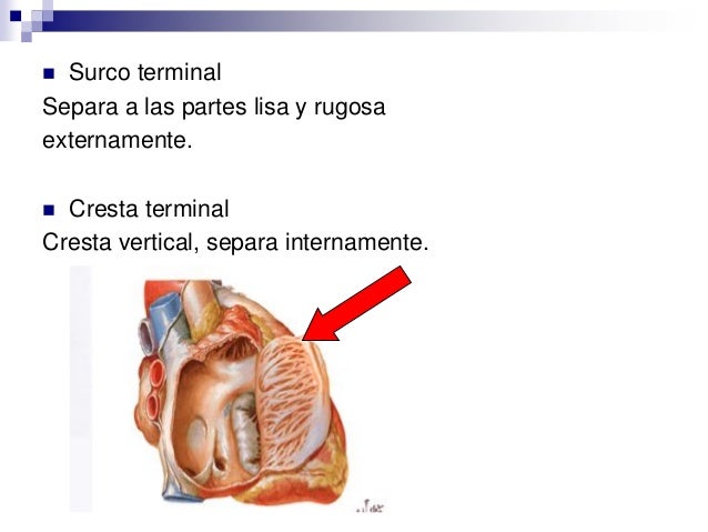 Anatomia de corazon