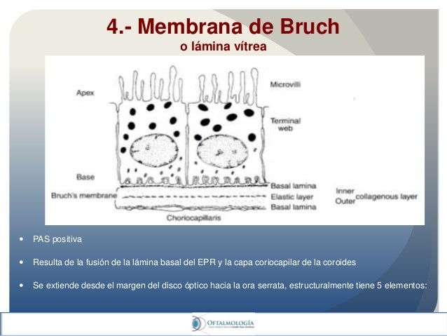 Anatomia de coroides y retina clase vesp