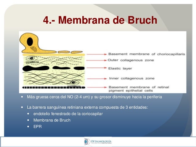 Anatomia de coroides y retina clase vesp