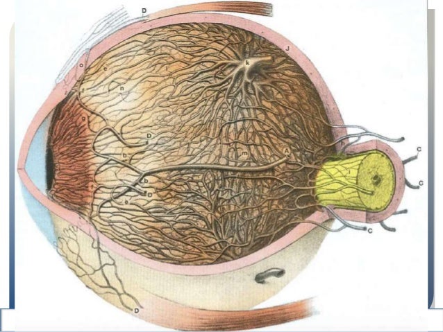 Anatomia de coroides y retina clase vesp