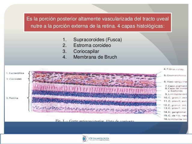 Anatomia de coroides y retina clase vesp