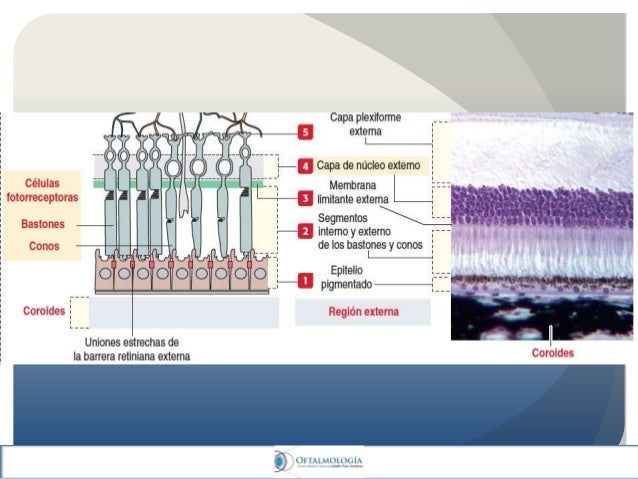 Anatomia de coroides y retina clase vesp
