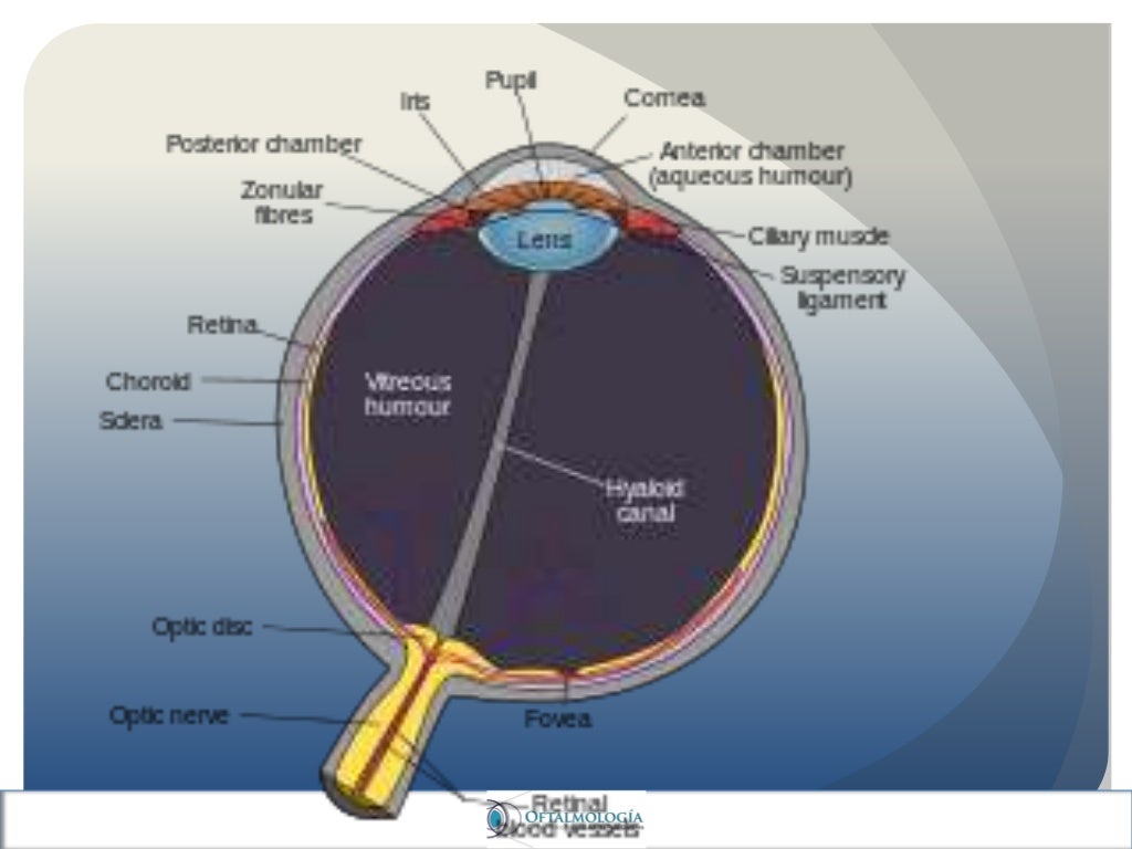 Anatomia de coroides y retina clase vesp