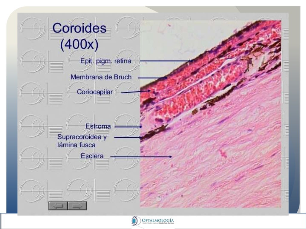 Anatomia de coroides y retina clase vesp