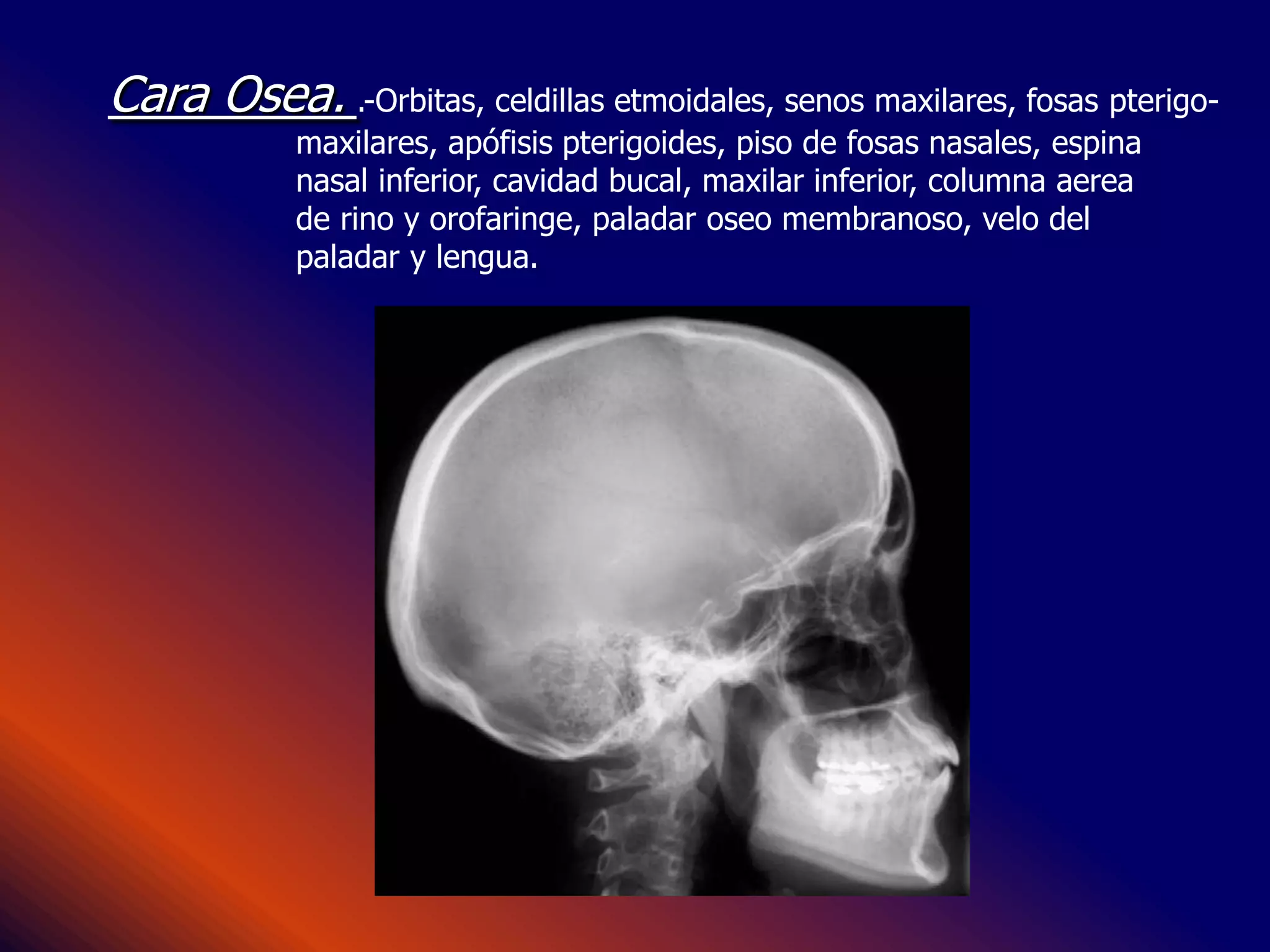Anatomia de cranio y cara con diagnostico en rx | PDF