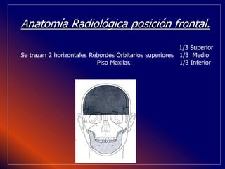 Anatomia de cranio y cara con diagnostico en rx | PDF
