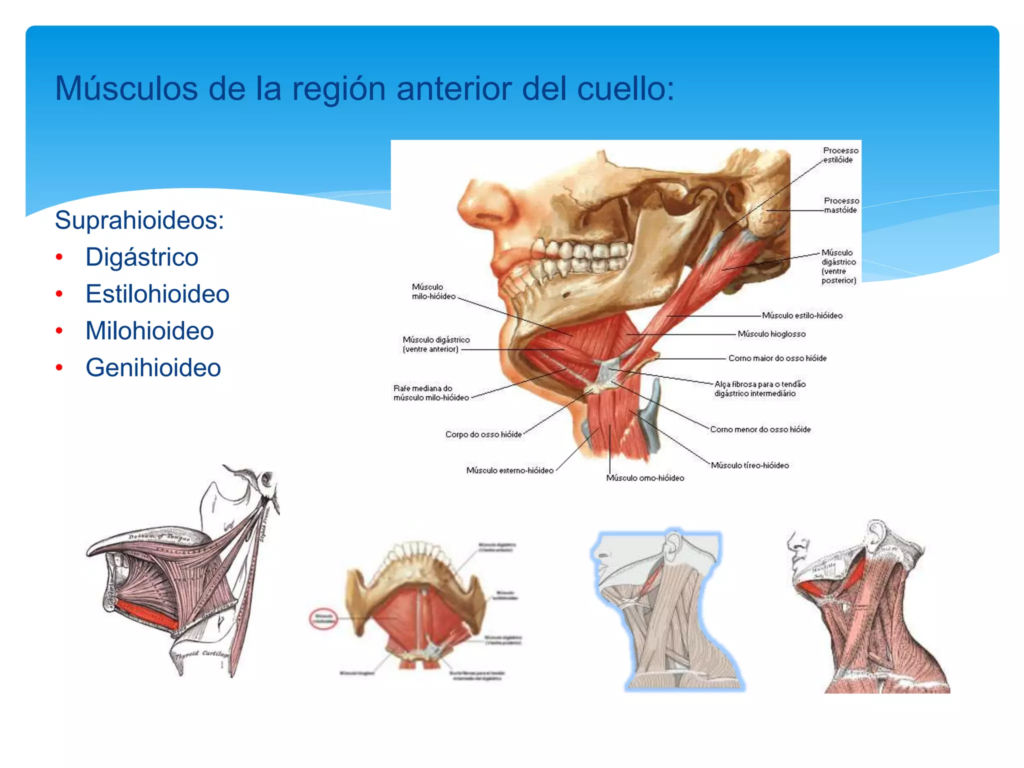 Anatomia de cuello | PPTX