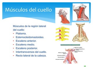 Anatomia de cuello | PPTX