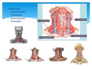 Anatomia de cuello | PPTX