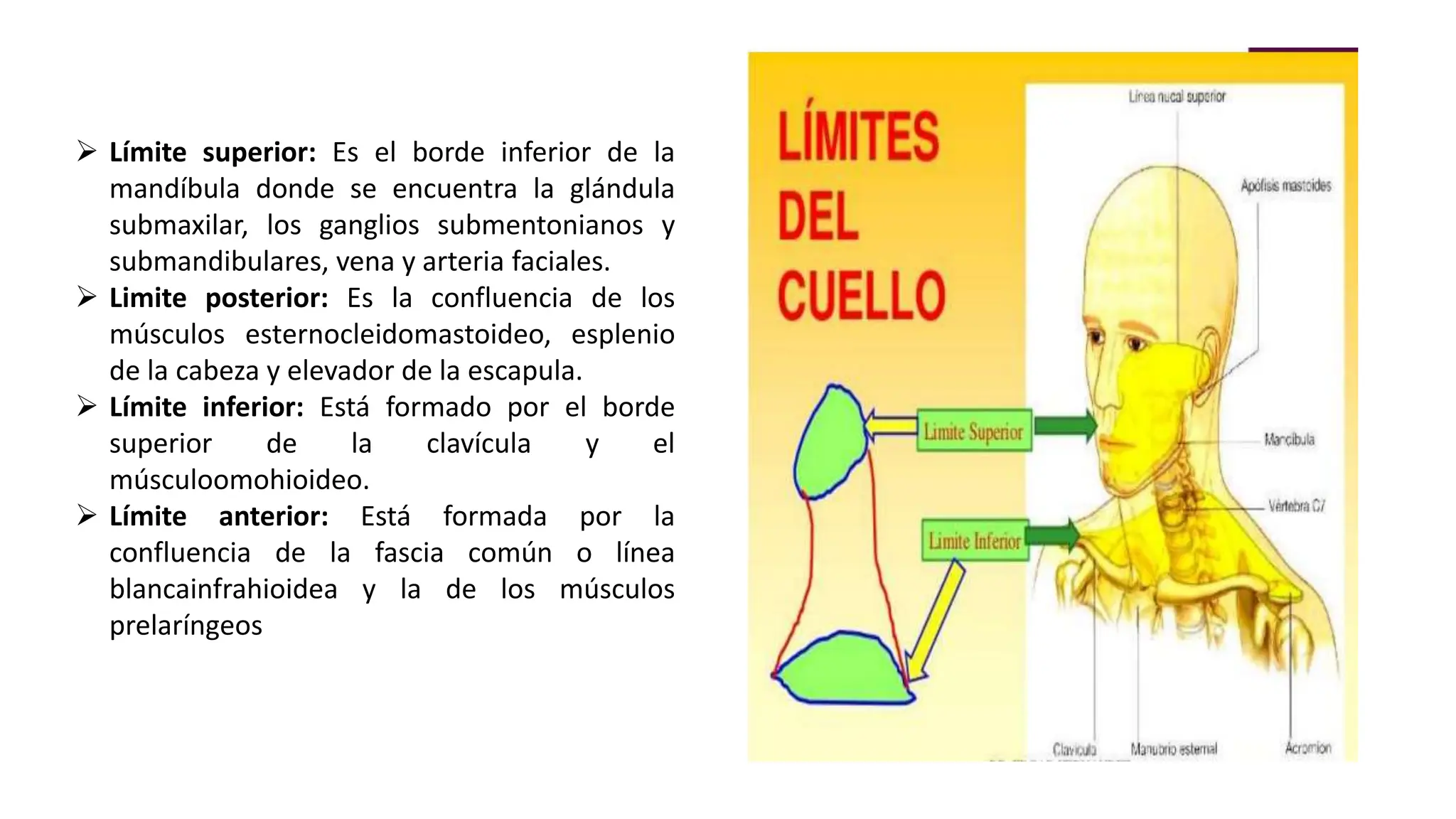 Anatomía de cuello.pptx