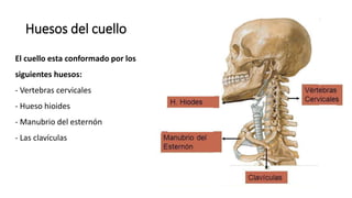 Anatomía de cuello.pptx