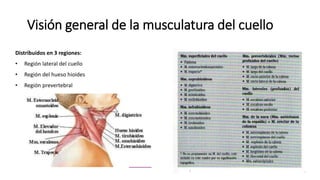 Anatomía de cuello.pptx