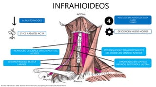 Clase: Anatomía clínica y quirúrgica de cuello | PPTX