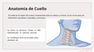 Anatomia de Cuello de manera censilla y facil | PPTX