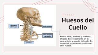 Anatomia de Cuello de manera censilla y facil | PPTX