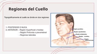 Anatomia de Cuello de manera censilla y facil | PPTX